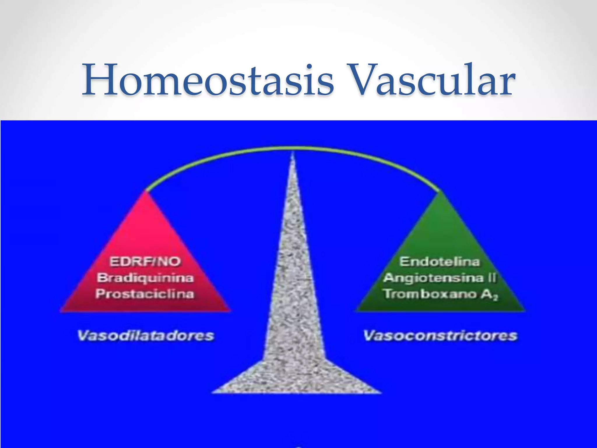 5. endotelio vascular | PPT