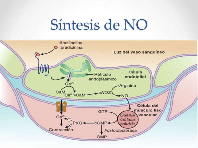 5. endotelio vascular | PPT