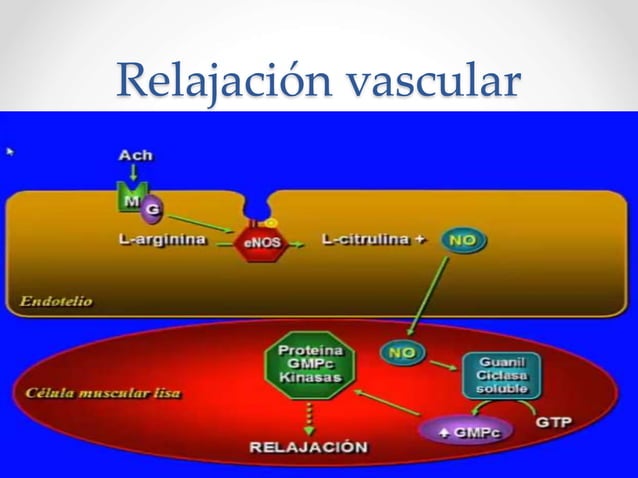 5. endotelio vascular | PPT