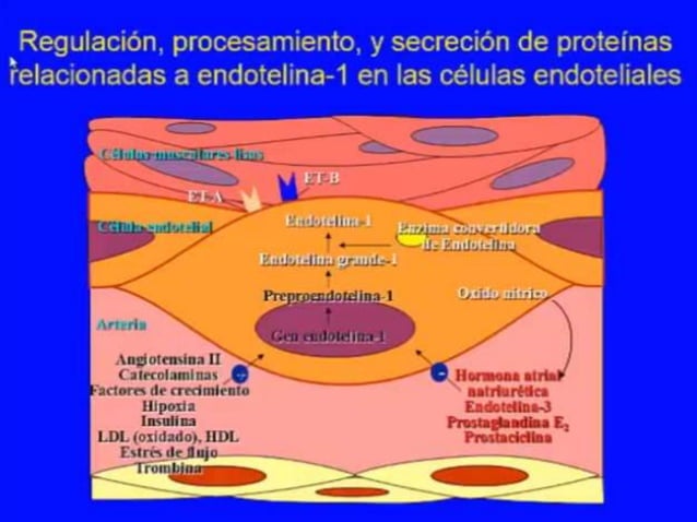 5. endotelio vascular | PPT