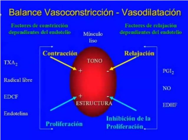 5. endotelio vascular | PPT