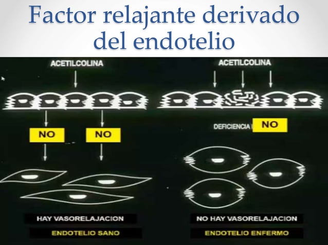 5. endotelio vascular | PPT