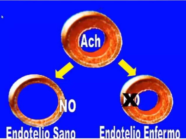 5. endotelio vascular | PPT