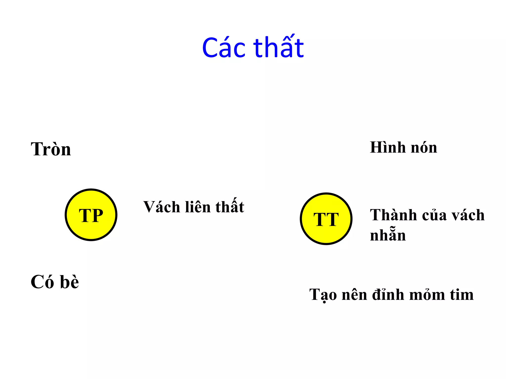 5. Sieu am tim thai binh thuong, GS Michel Collet | PDF