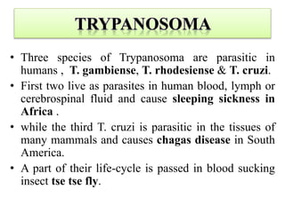 5. trypanosoma | PPTX