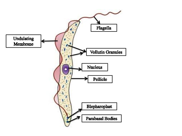 5. trypanosoma