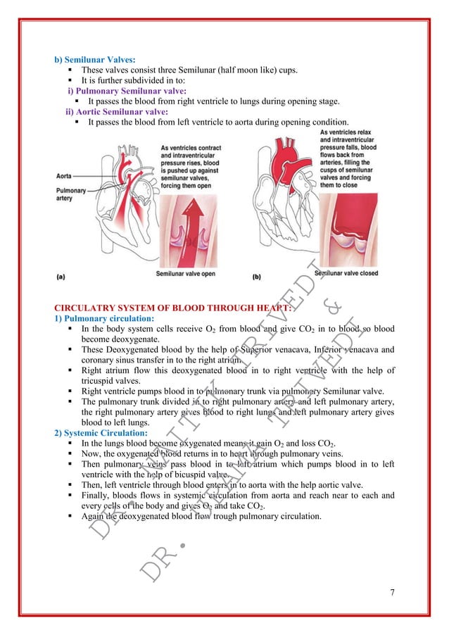 cardiovascular system | PDF | Heart and Cardiovascular Diseases ...