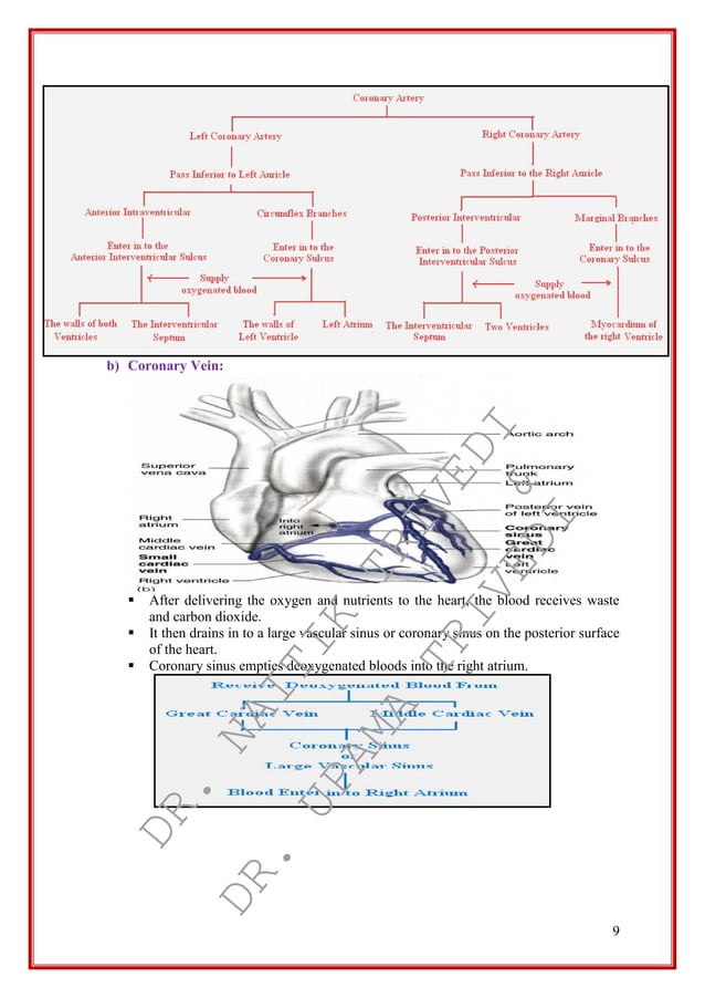 cardiovascular system | PDF | Heart and Cardiovascular Diseases ...