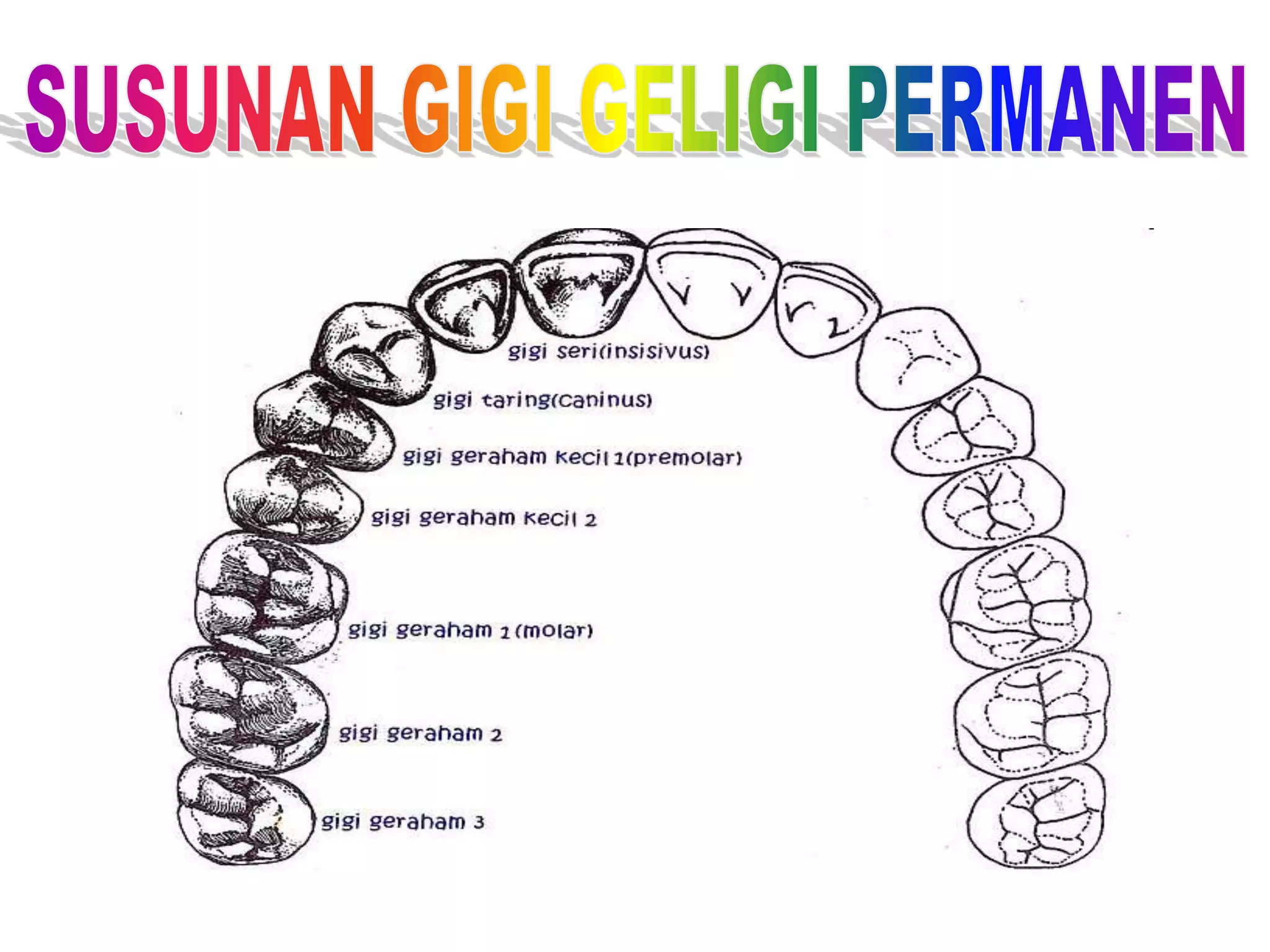 5. alignment artikulasi gigi geligi | PPT