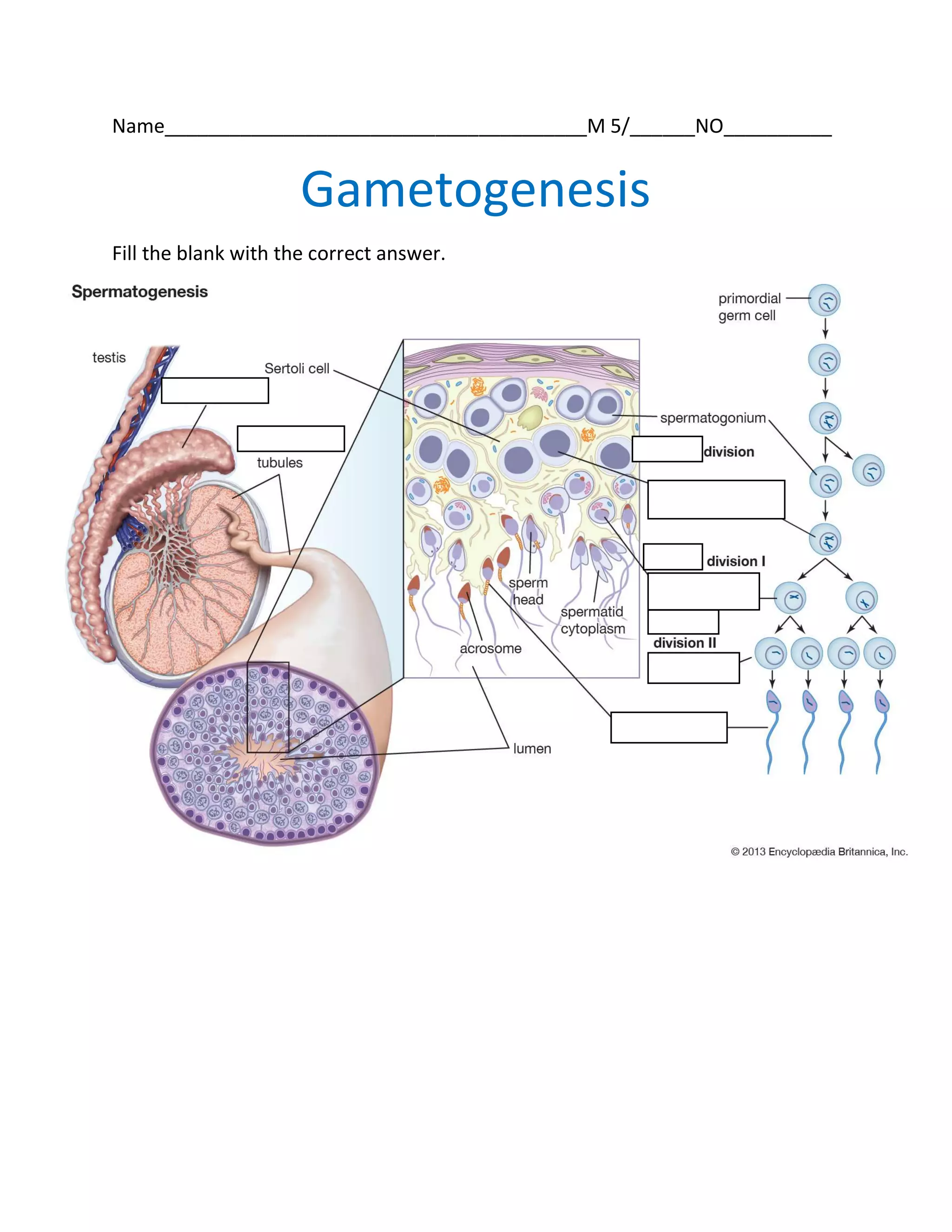 gametogenesis worksheet | PDF | Infertility | Reproductive Health