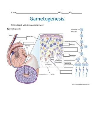 Spermatogenesis And Oogenesis Worksheet