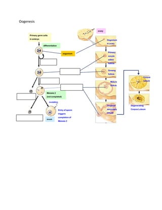 gametogenesis worksheet | PDF