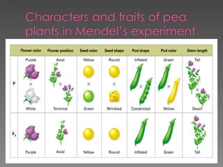 5.1 mendel's experiments | PPT