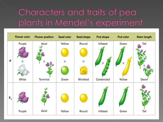 5.1 mendel's experiments | PPT | Gardening | Home & Garden