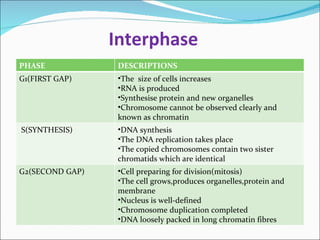 5.1 mitosis | PPT