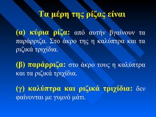 5.1 riza | PPT