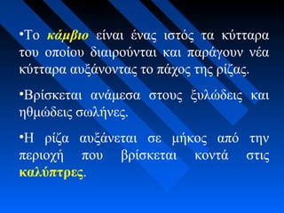 5.1 riza | PPT