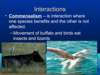 5 1 species interactions | PPT | Biological Sciences | Science