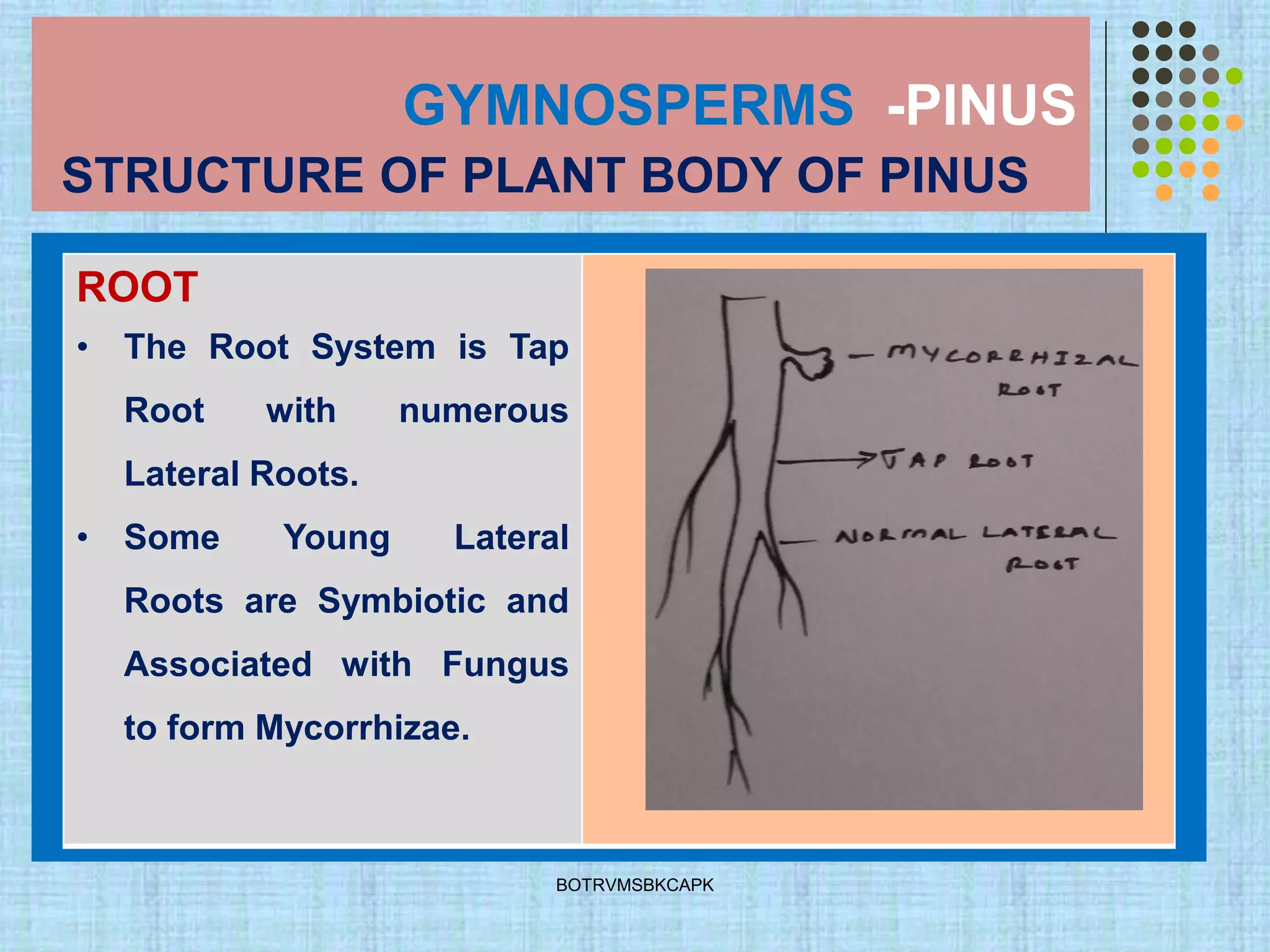 5 2 -pinus | PDF