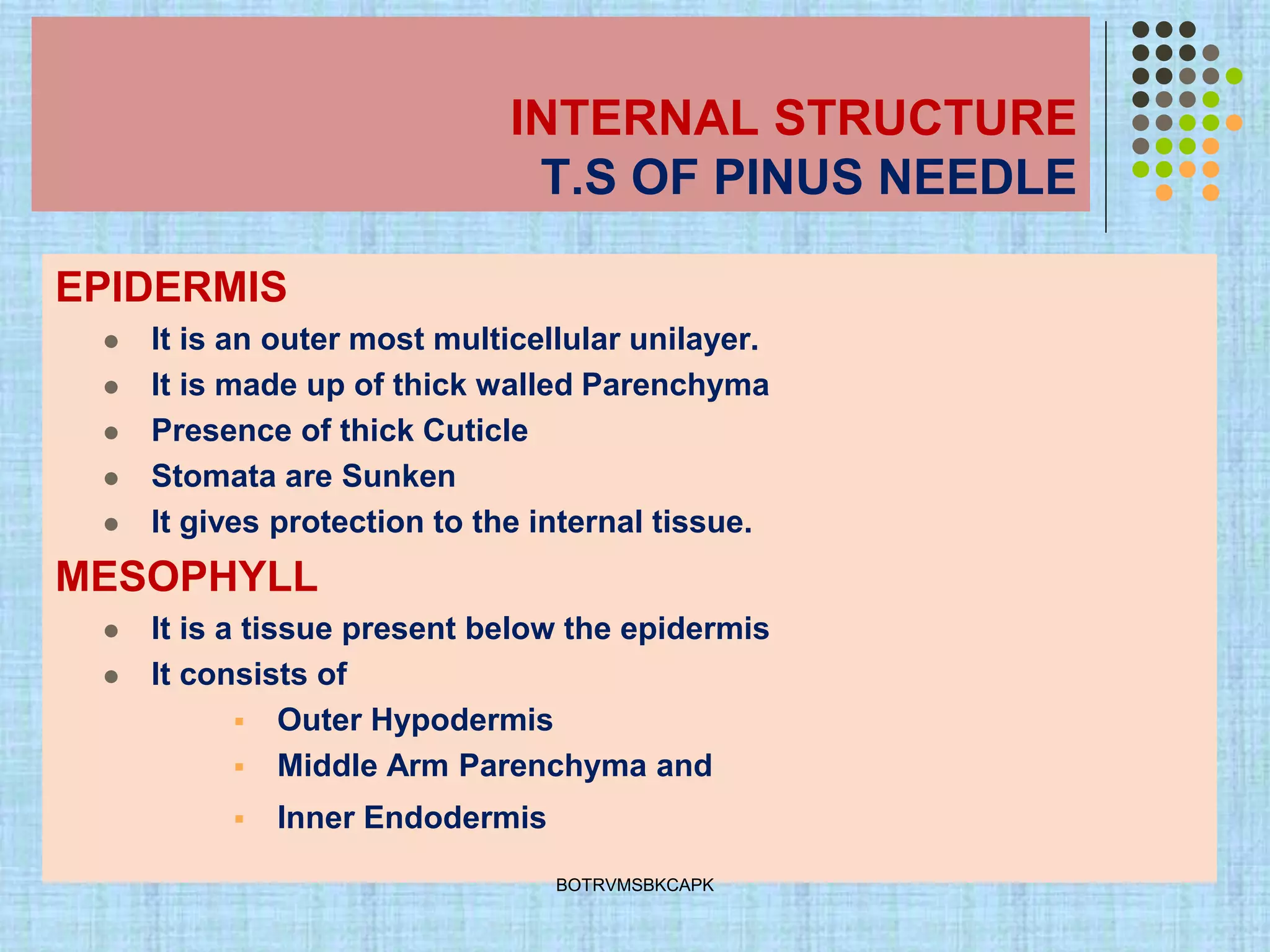 5 2 -pinus | PDF