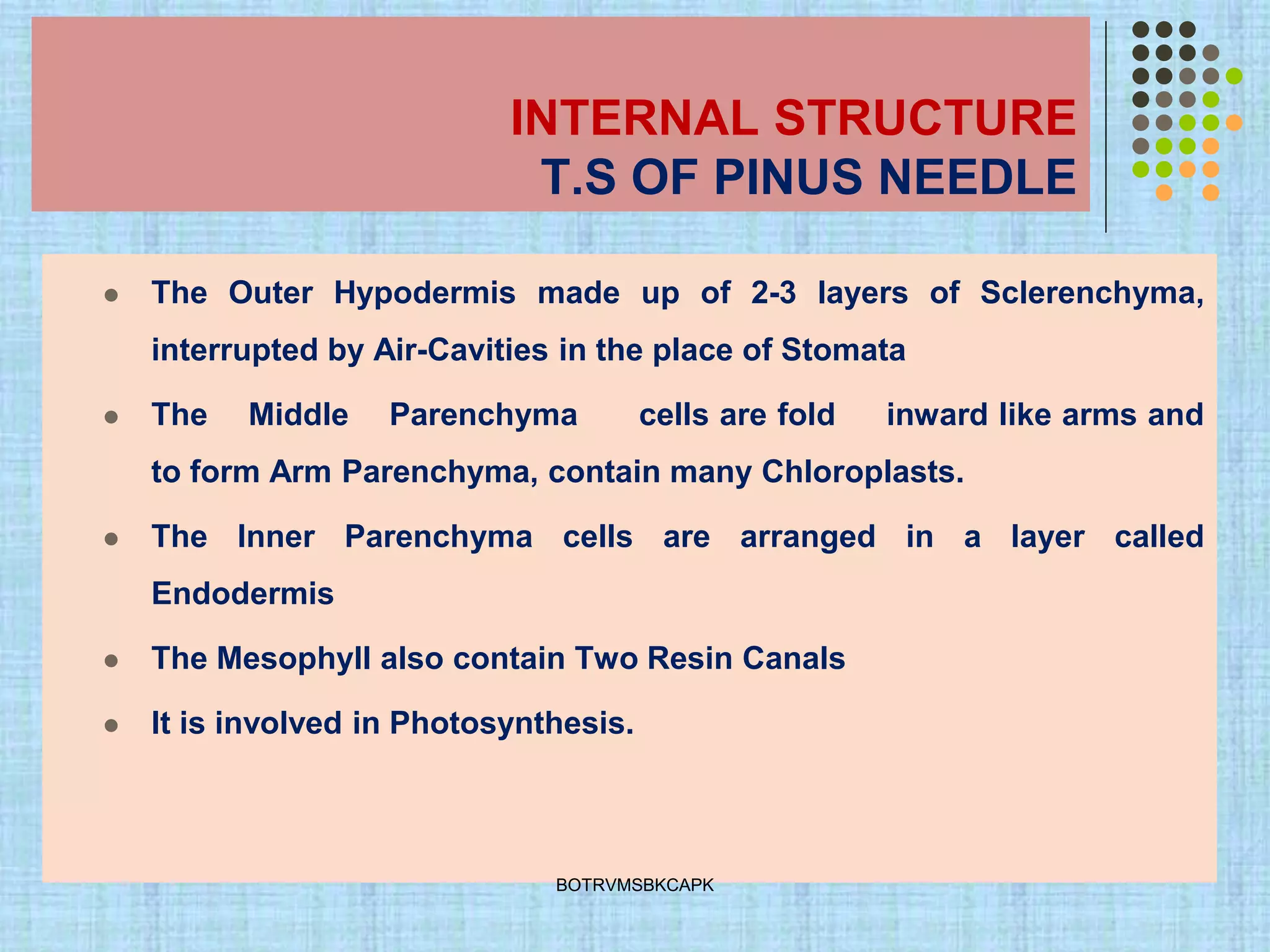 5 2 -pinus | PDF