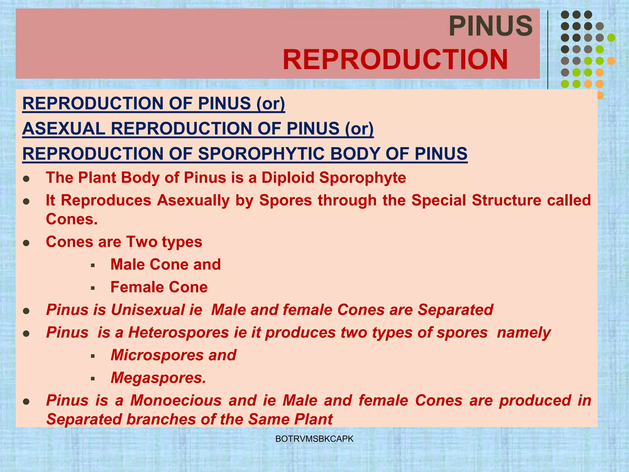 5 2 -pinus | PDF