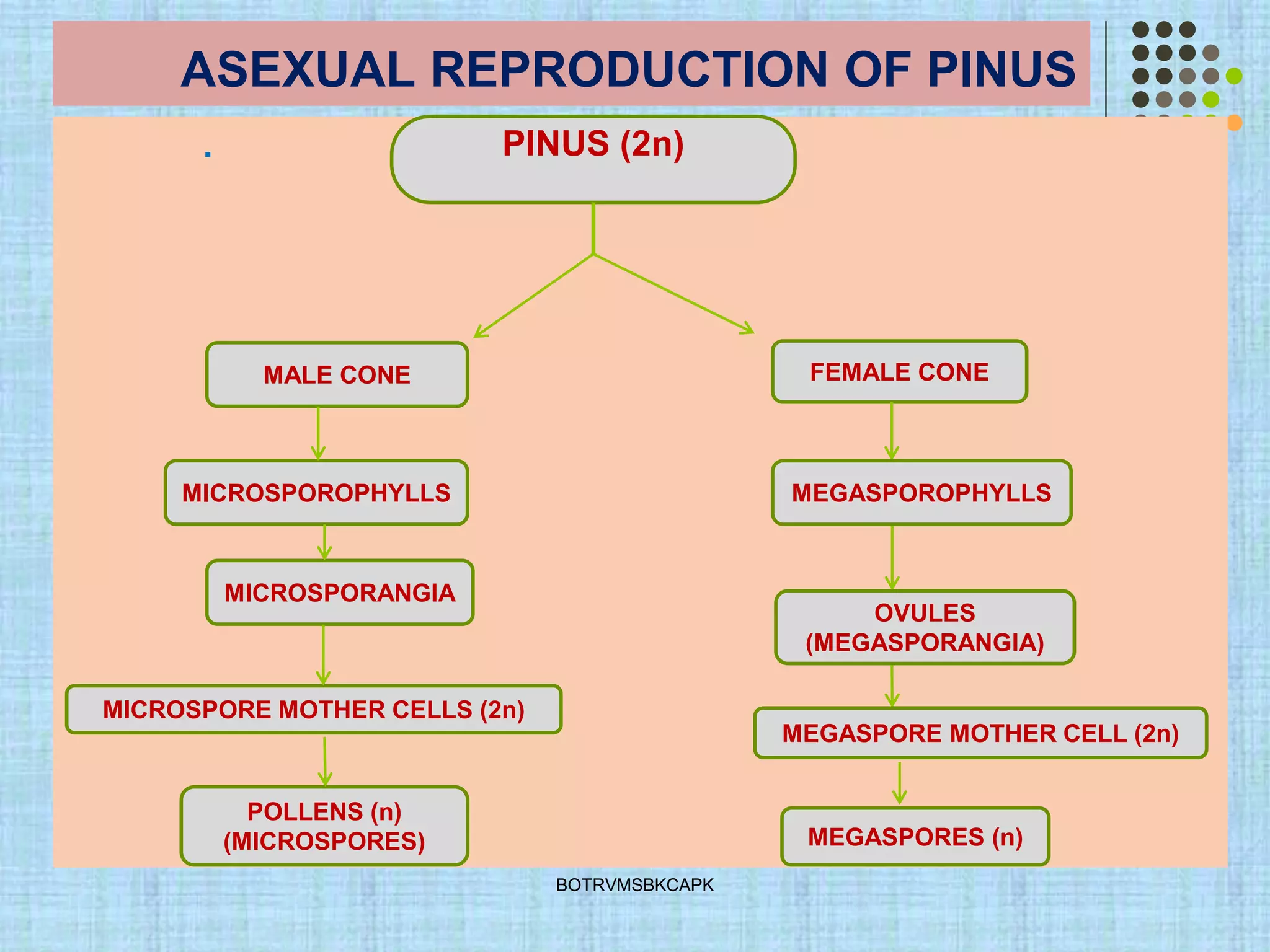 5 2 -pinus | PDF