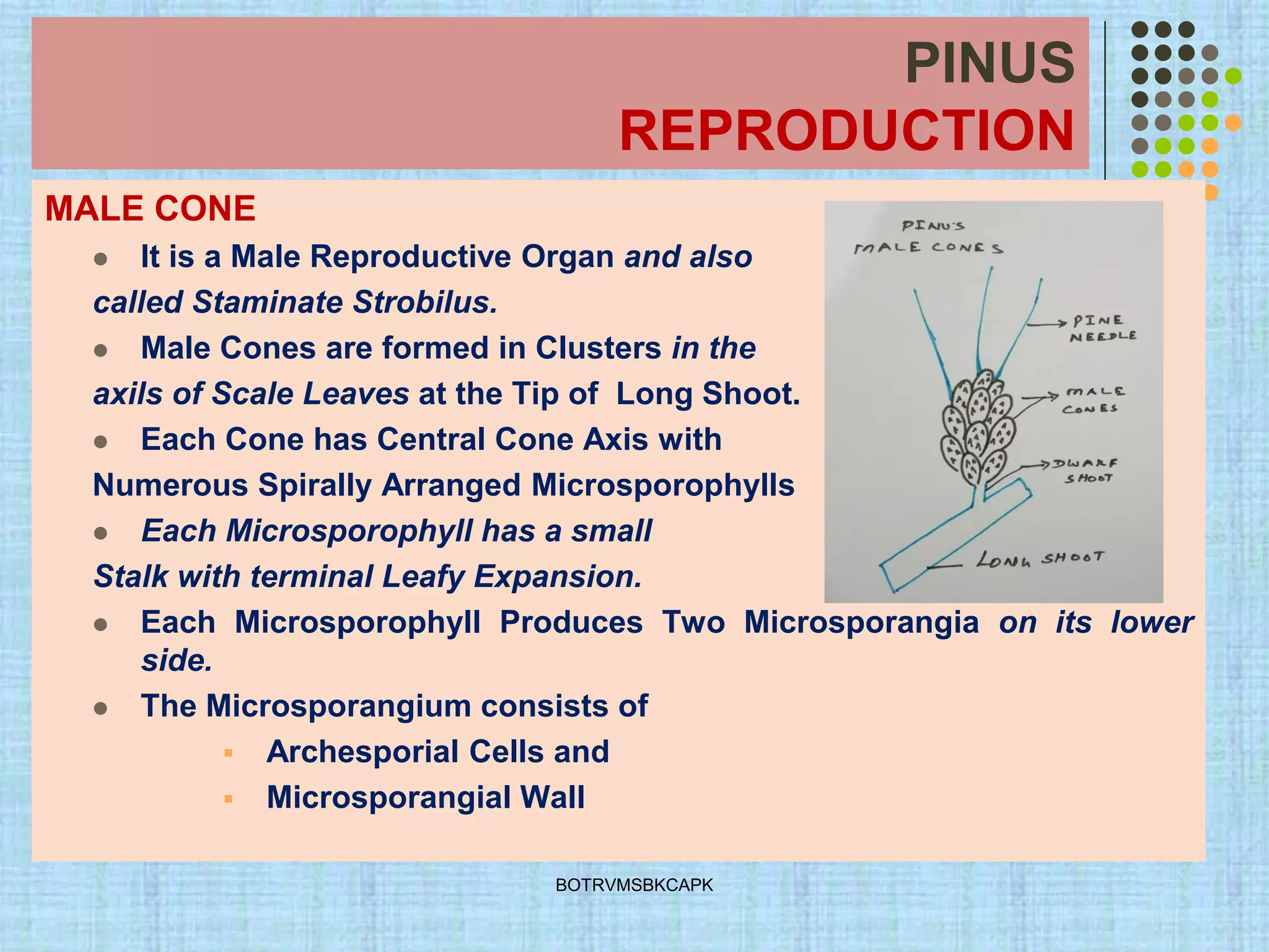 5 2 -pinus | PDF
