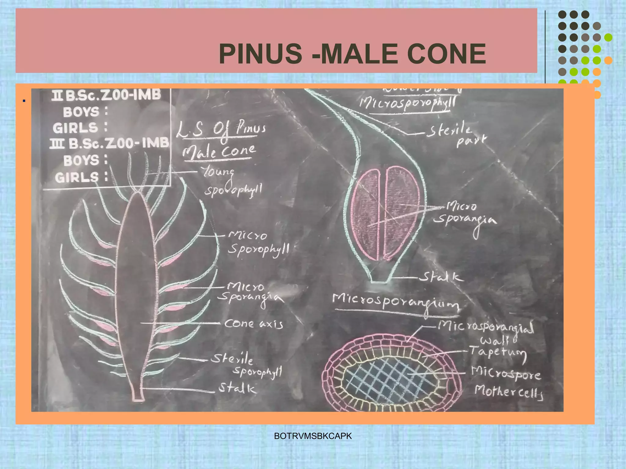 5 2 -pinus | PDF