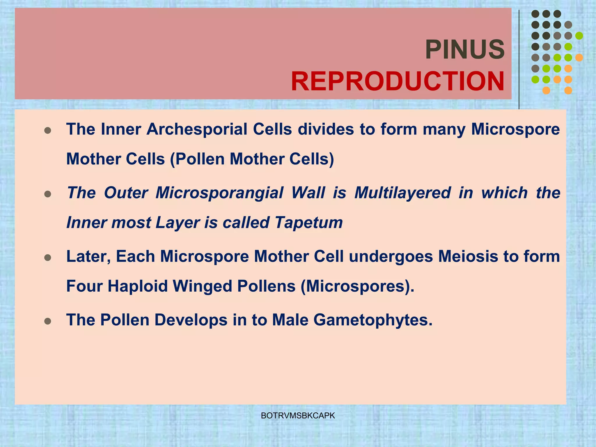5 2 -pinus | PDF