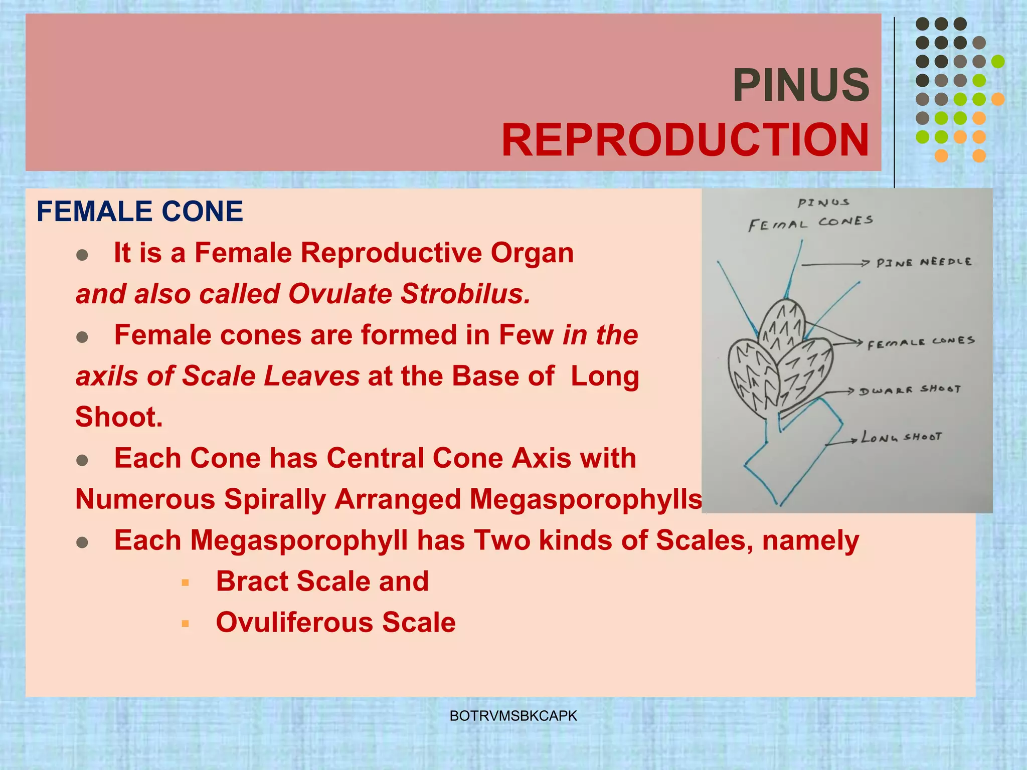 5 2 -pinus | PDF