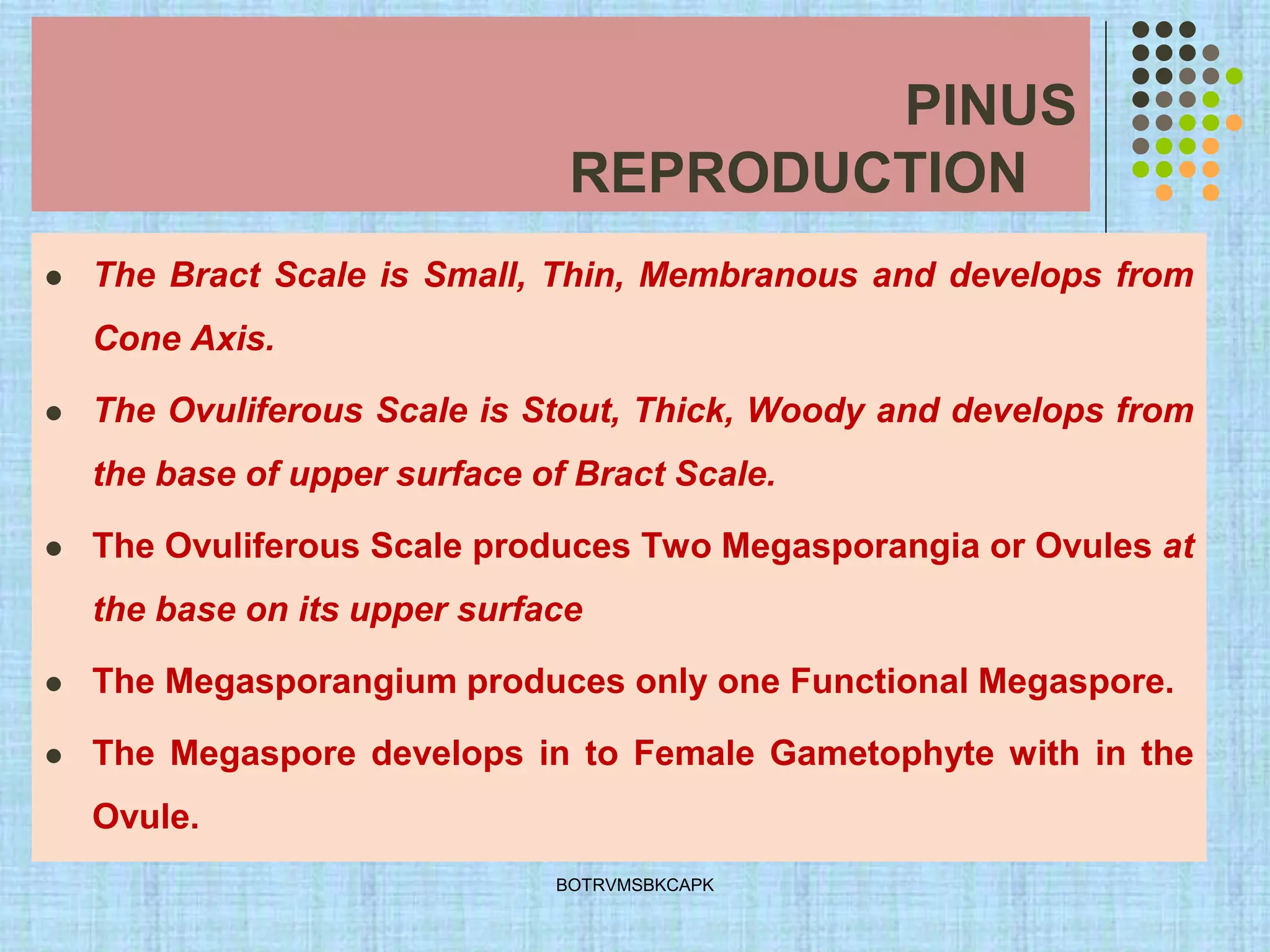 5 2 -pinus | PDF