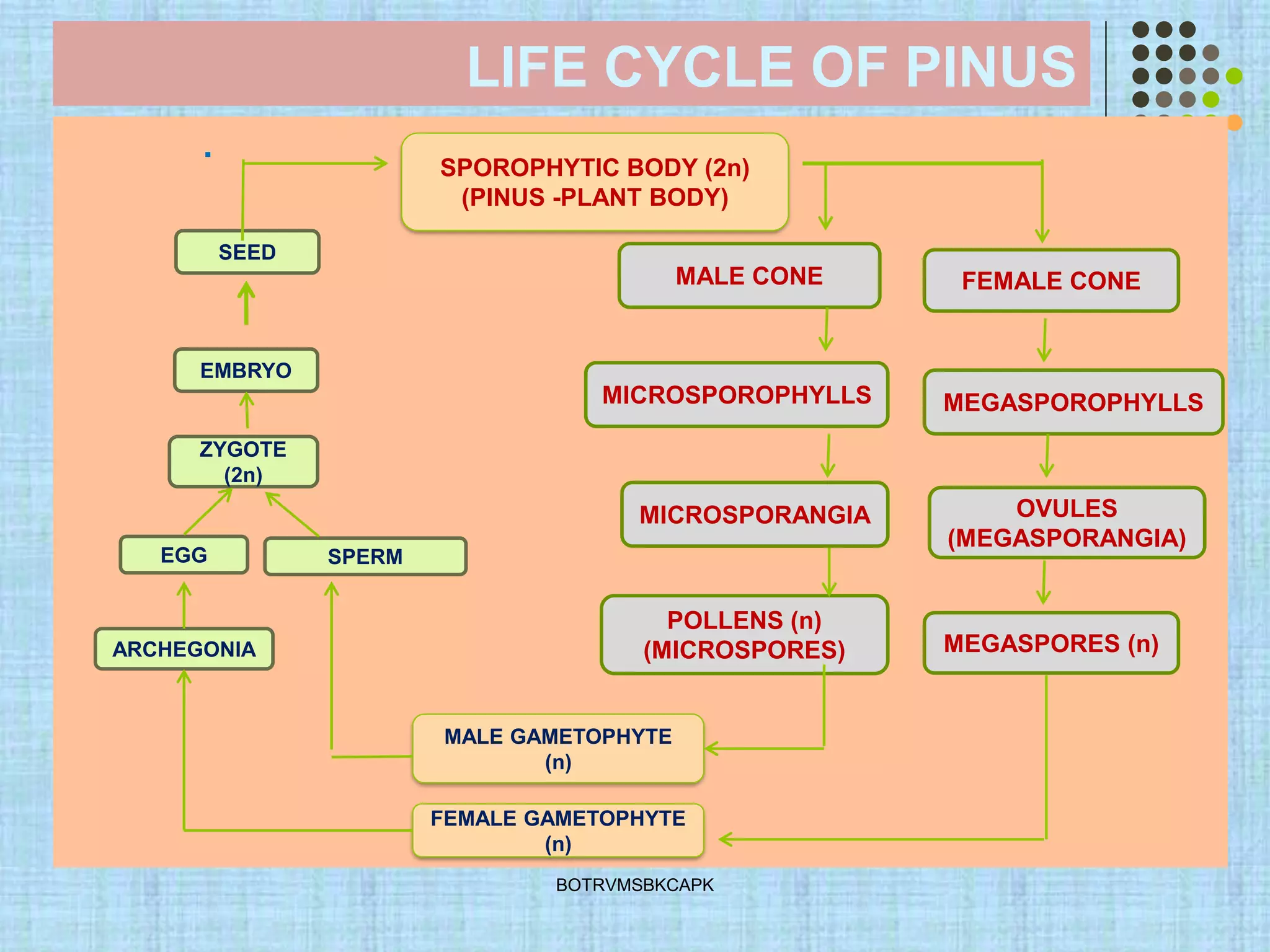 5 2 -pinus | PDF
