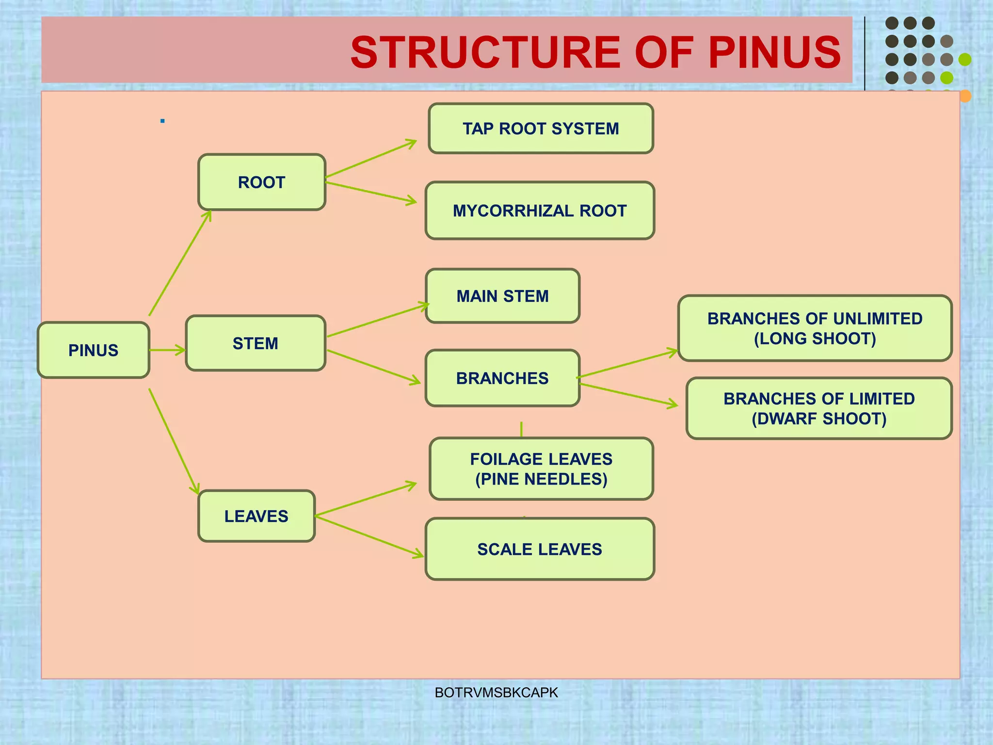 5 2 -pinus | PDF