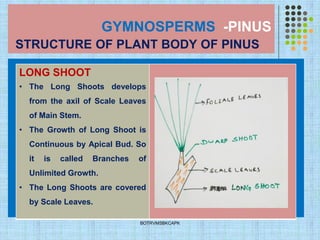5 2 -pinus | PDF