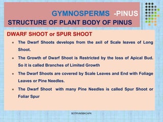 5 2 -pinus | PDF