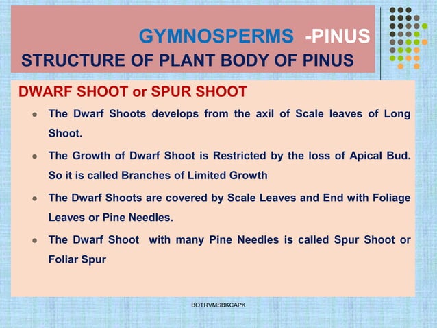 5 2 -pinus | PDF