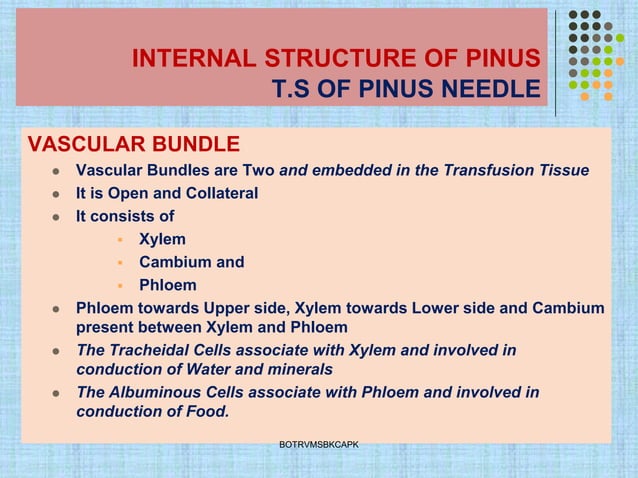 5 2 -pinus | PDF