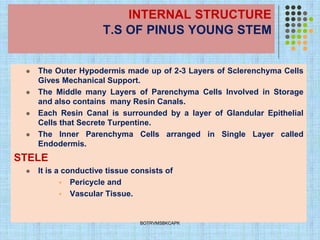 5 2 -pinus | PDF