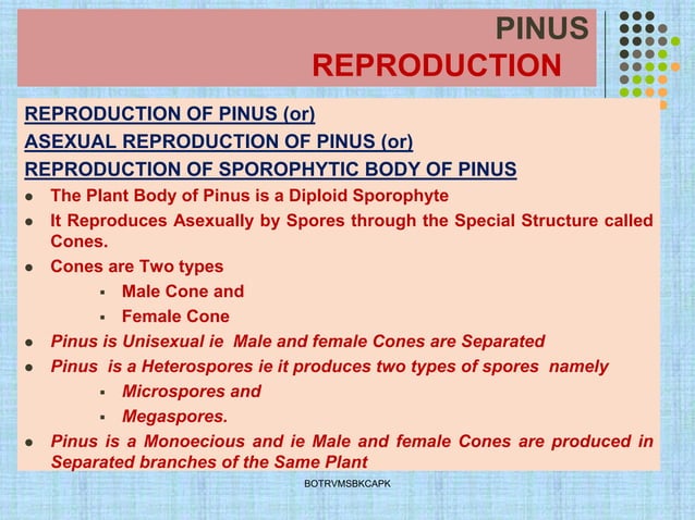 5 2 -pinus | PDF