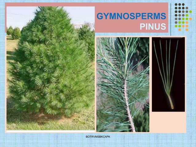 5 2 -pinus | PDF