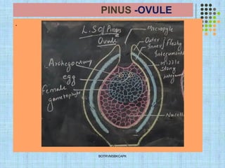 Pinus Ovule