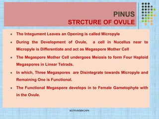 5 2 -pinus | PDF
