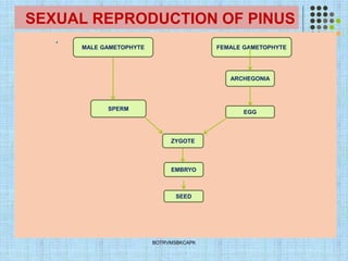 5 2 -pinus | PDF