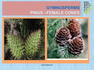 Gymnosperms Male And Female Cones