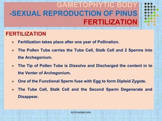 5 2 -pinus | PDF