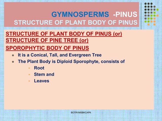 5 2 -pinus | PDF