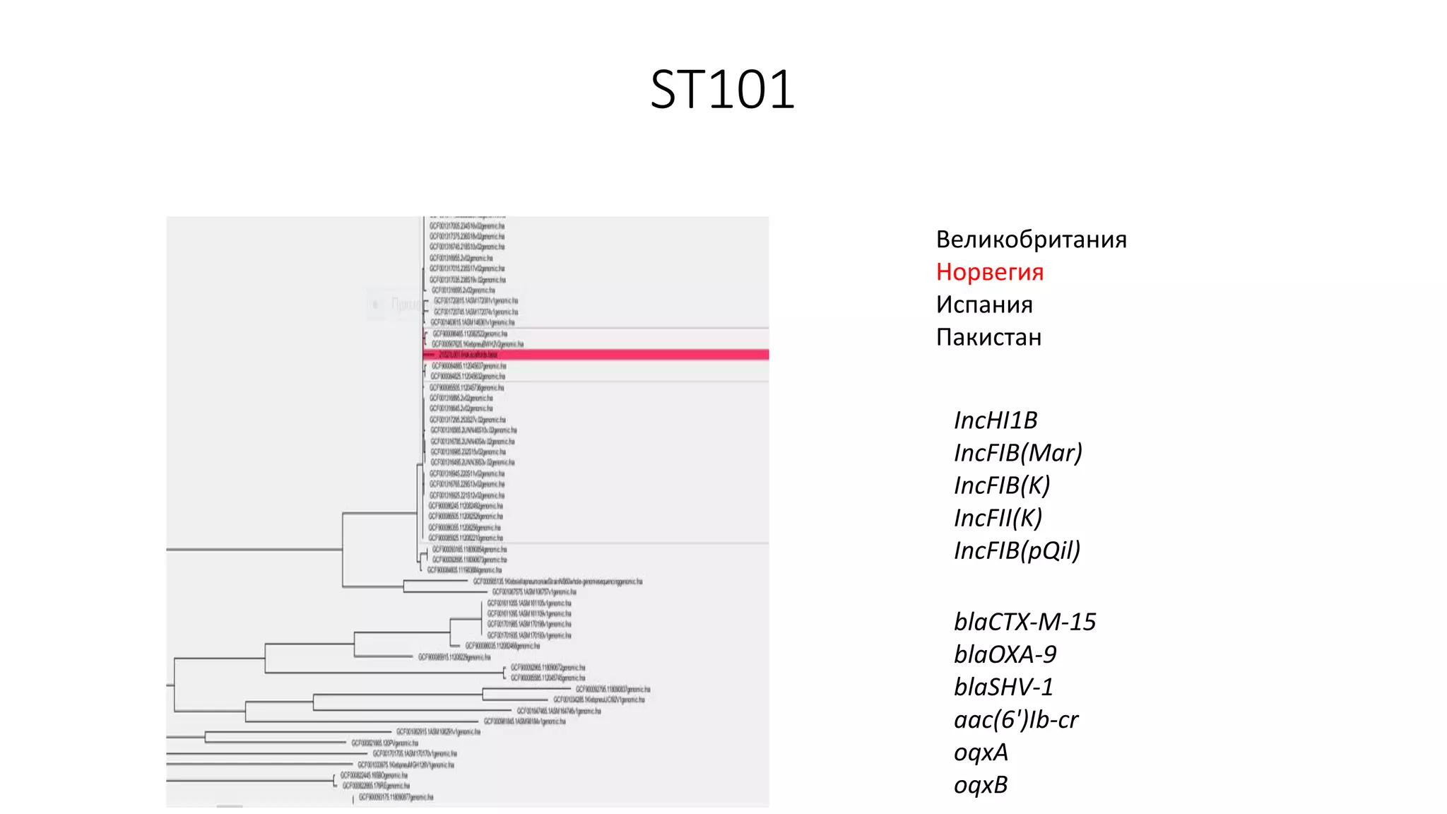 Bacterial identification and typing methods (RUS) | PPT