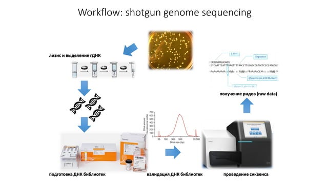Bacterial identification and typing methods (RUS) | PPT