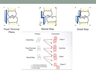 5. early stages of development | PPTX